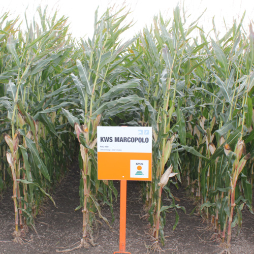 KWS MARCOPOLO ultravroege / zeer vroege silomaïs (FAO 180)- KWS Benelux B.V.